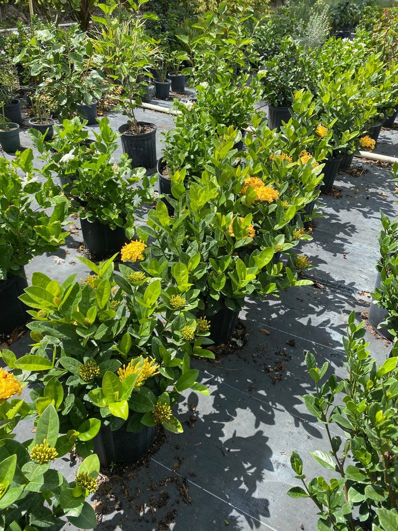 Ixora Maui Yellow Ixora Coccinea 10 Inch Pot FREE Shipping - Etsy