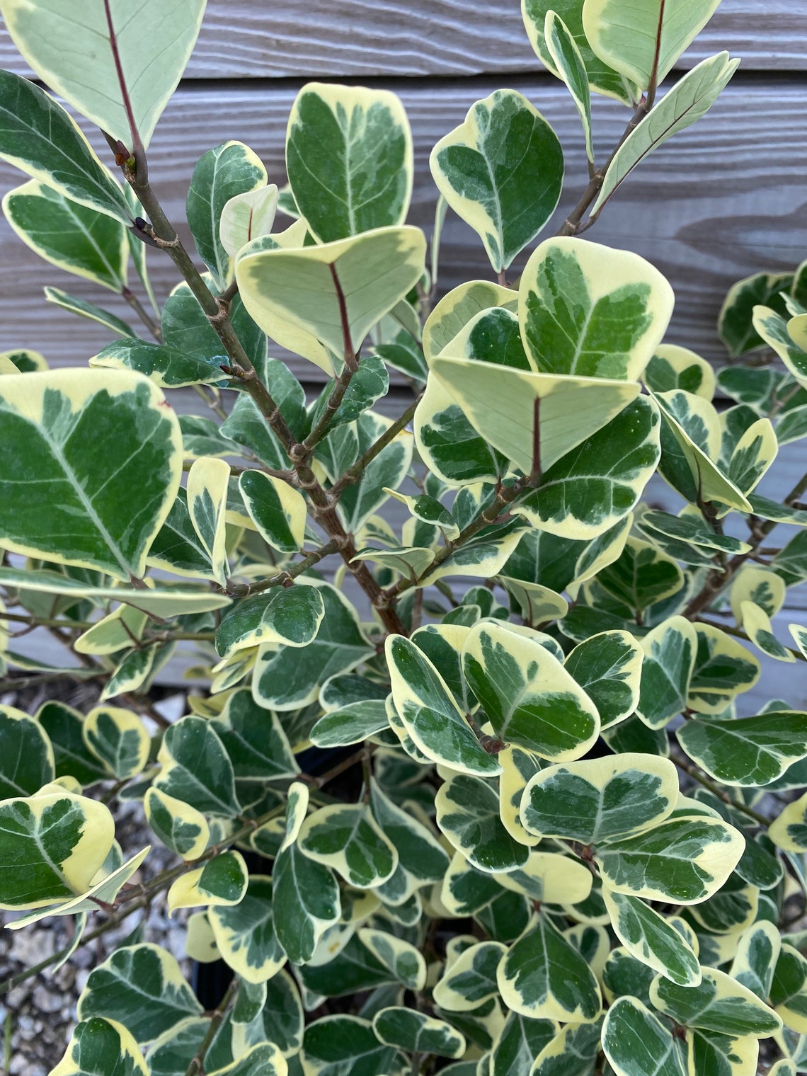 Ficus Triangularis Variegata Variegated Dwarf Triangle Fig 10 | Etsy