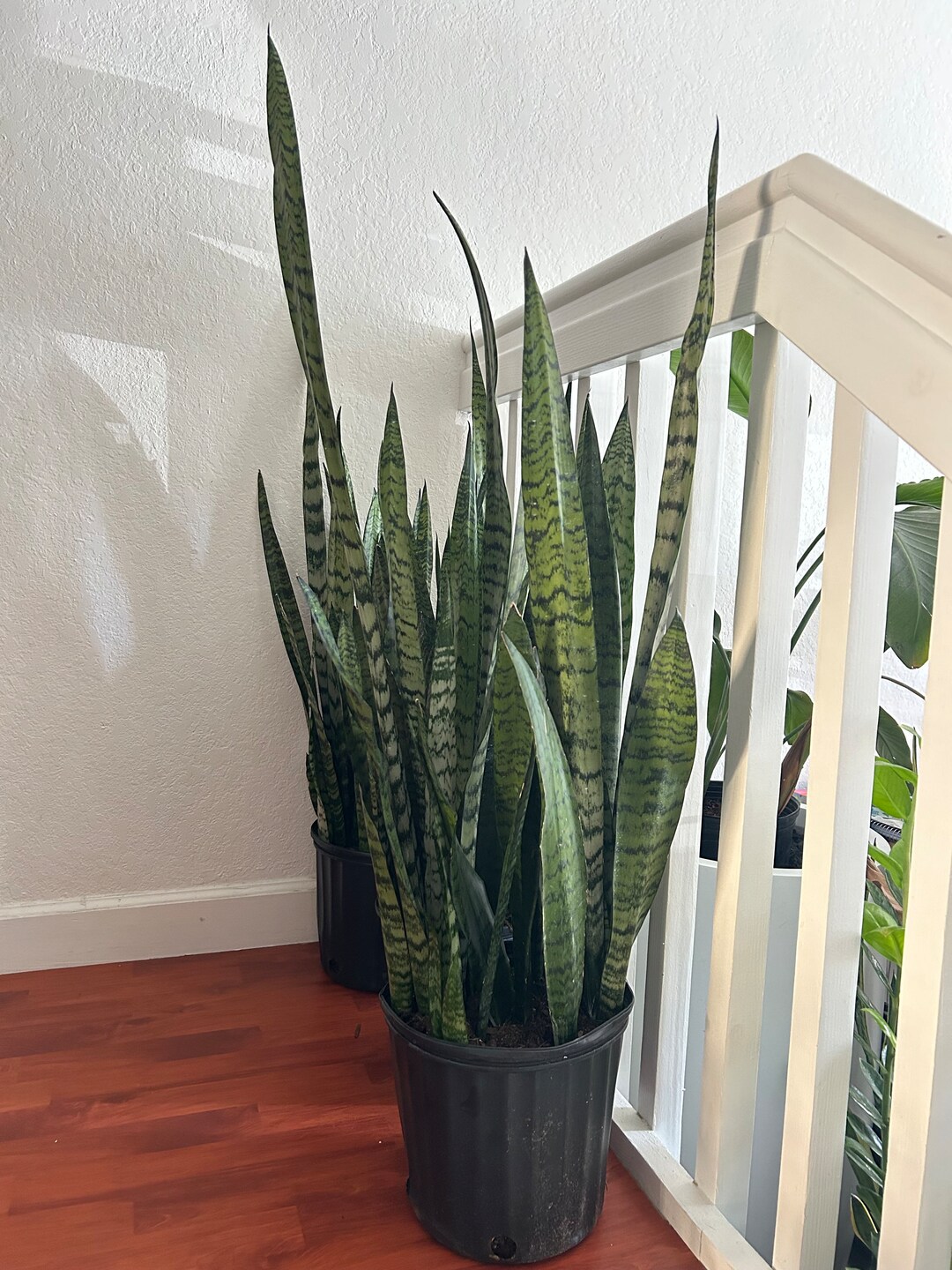 Snake Plant Sansevieria ‘zeylanica’ –HUGE - 10 Inch Pot Indoor Plant ...