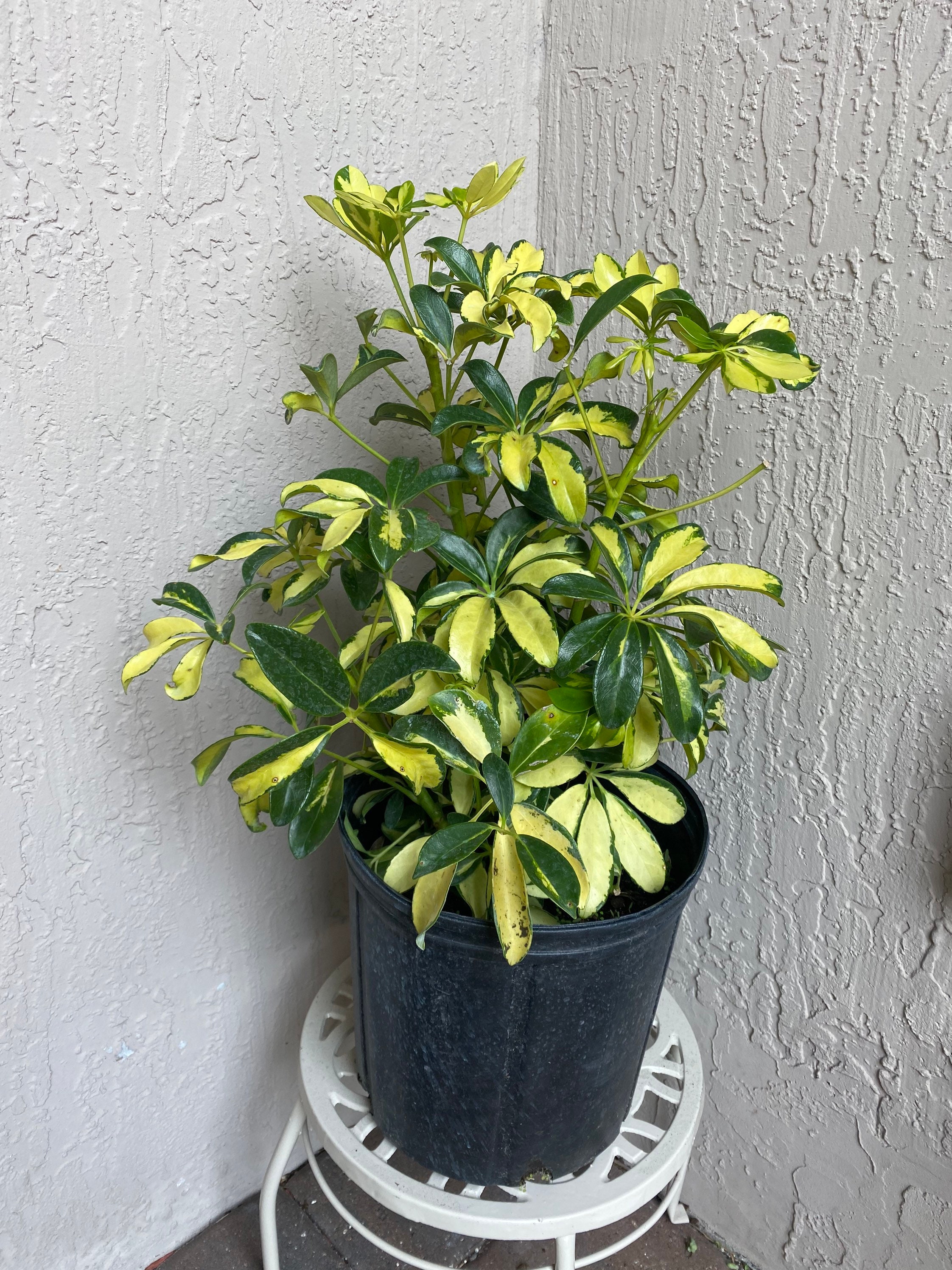 Arboricola Trinette Schefflera Arboricola 10 Inch Pot FREE - Etsy