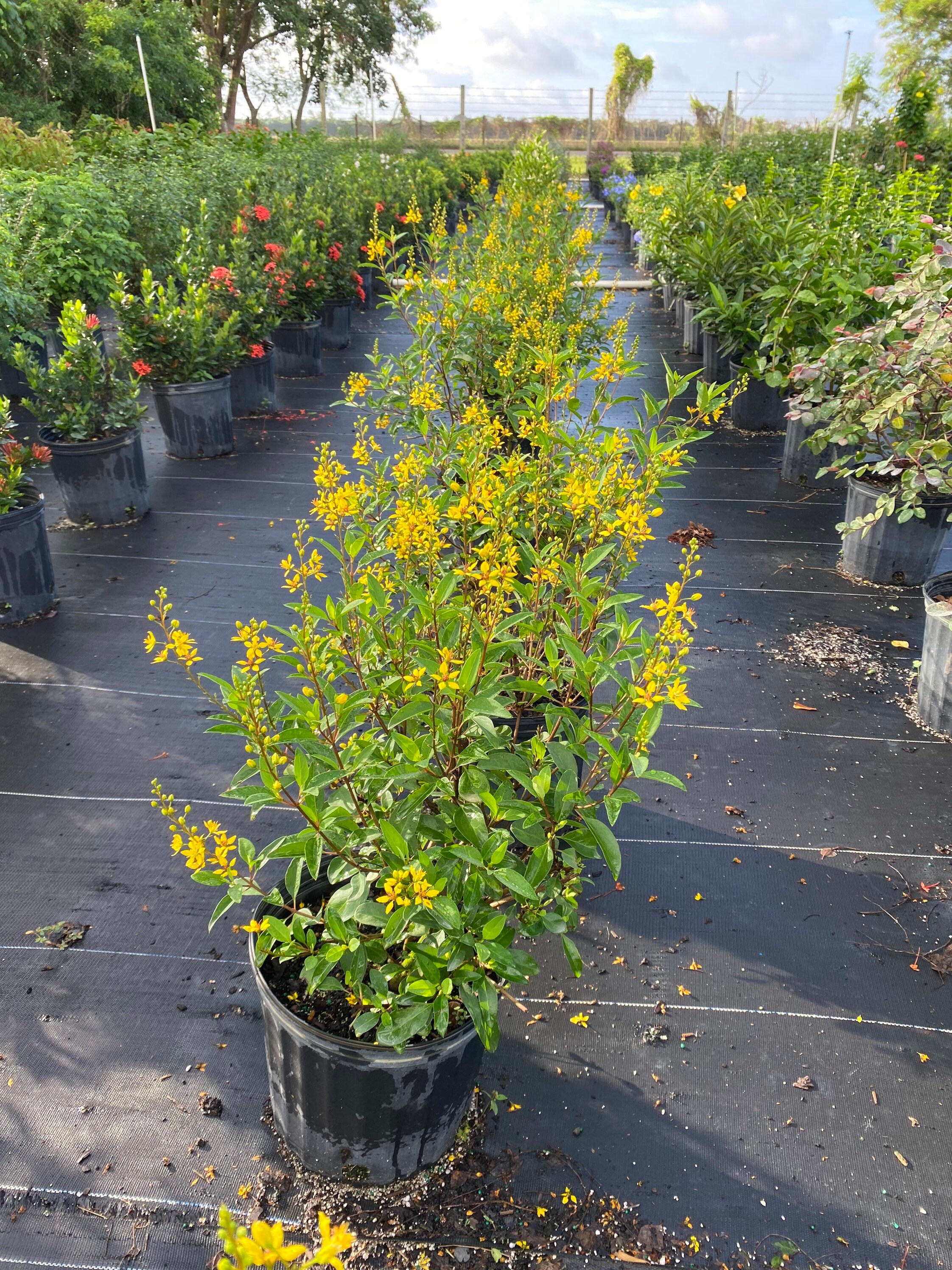 Golden Thryallis Galphimia Glauca 10 Inch Pot Free Shipping to Eastern ...