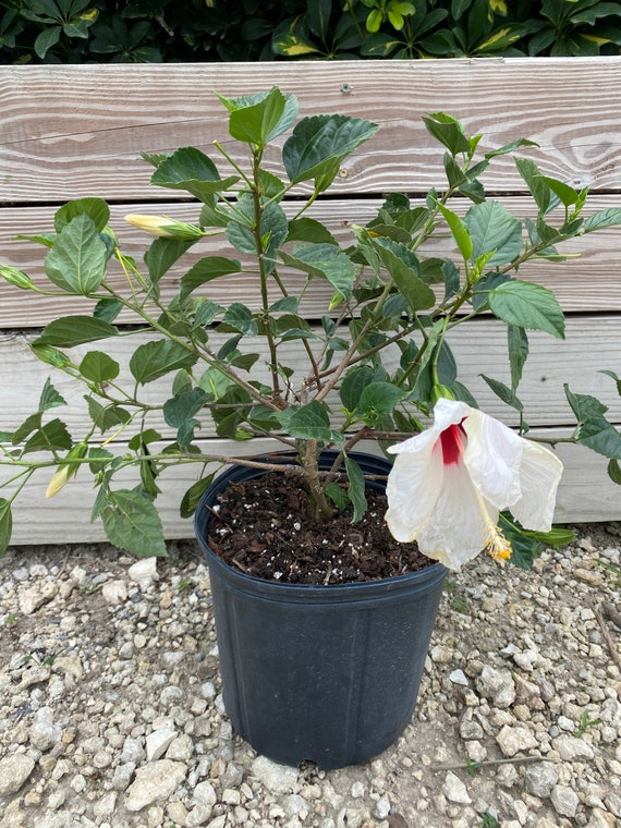 Coastal Tree Hibiscus