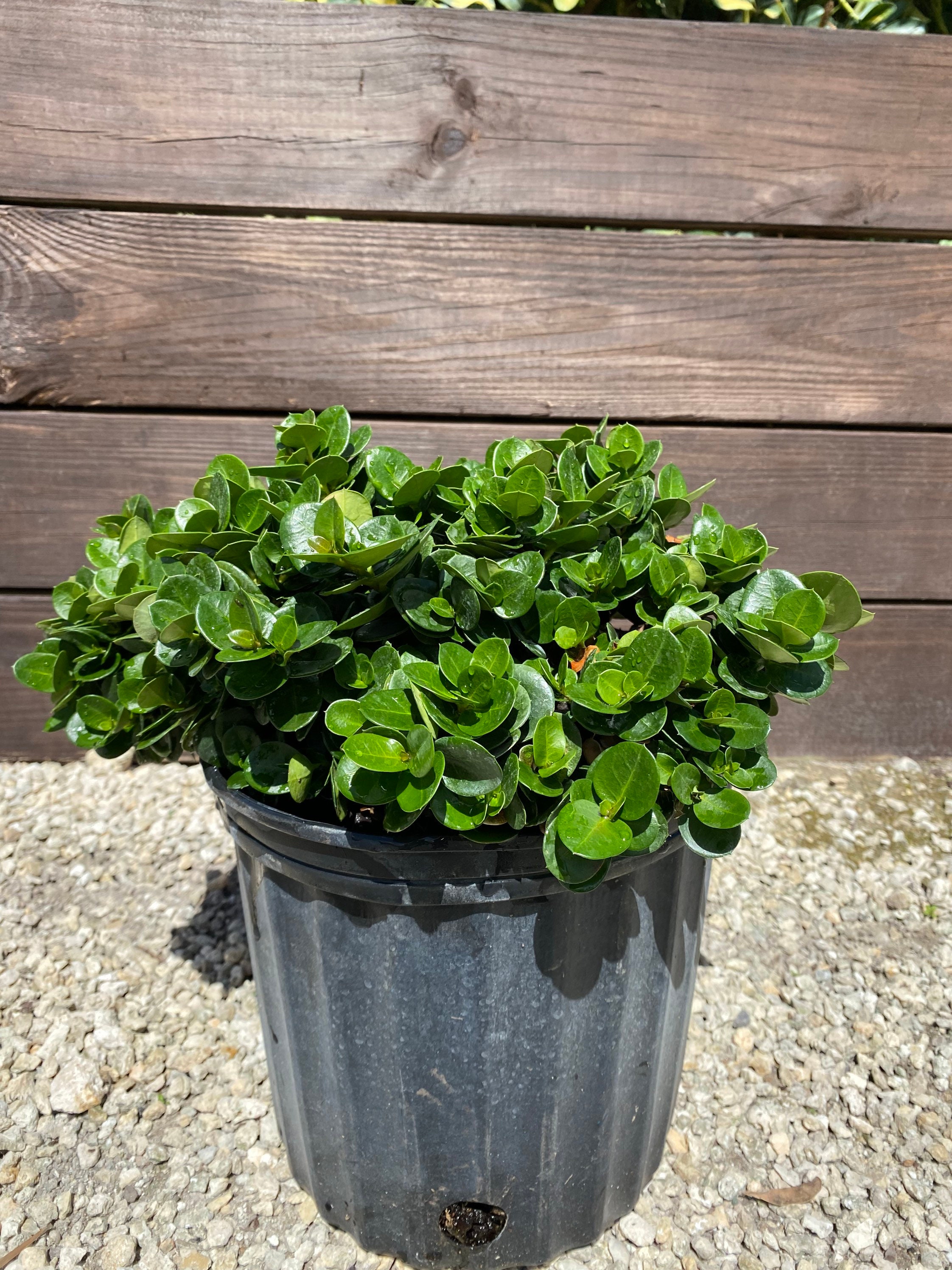Carissa Macrocarpa Boxwood Beauty