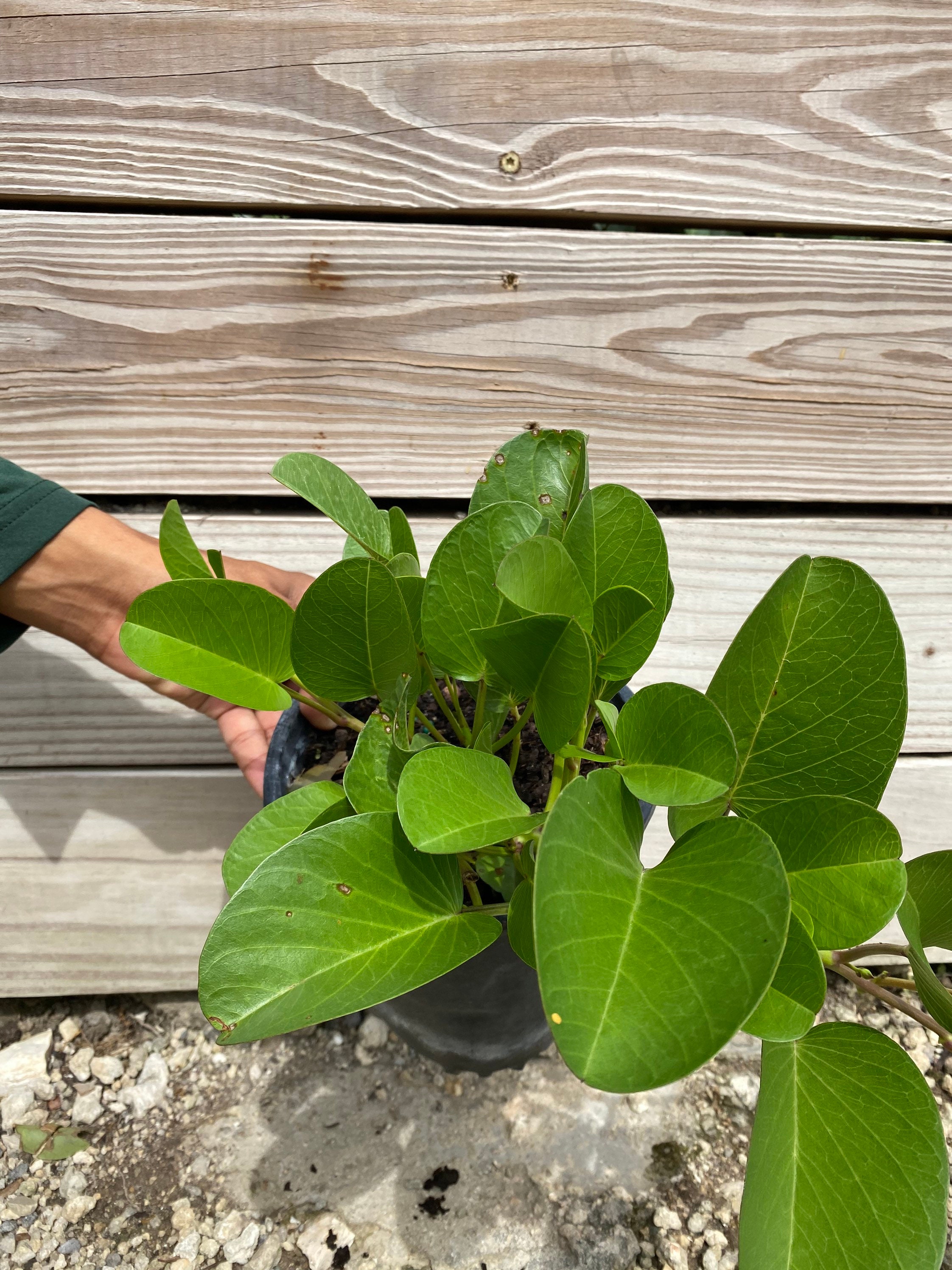 Railroad Vine Ipomoea Pes-caprae Ground Cover 6 Inch Pot - Etsy Singapore