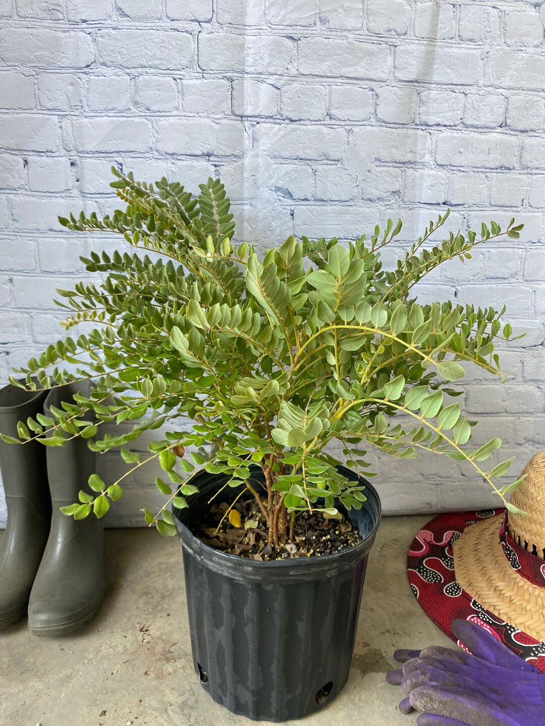 Necklace Pod Sophora Tormentosa TREE FORM 10 Inch Pot FREE Shipping ...