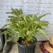 Necklace Pod Sophora Tormentosa TREE FORM 10 Inch Pot FREE - Etsy