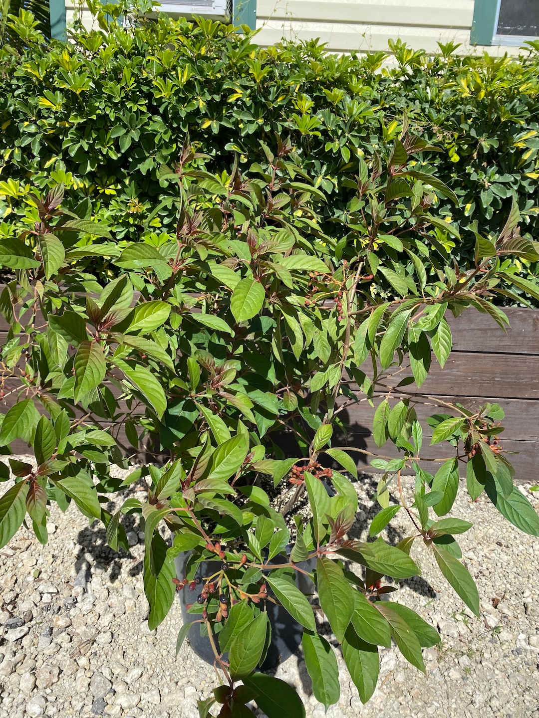 Firebush Hamelia Patens 10” Inch Pot - Etsy