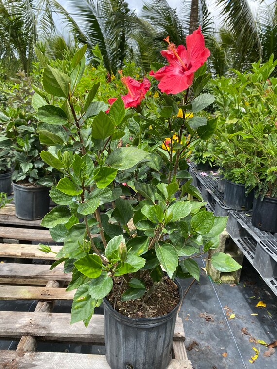 Pink Lady Hibiscus First Lady™ Hollywood Hibiscus For Sale Buying