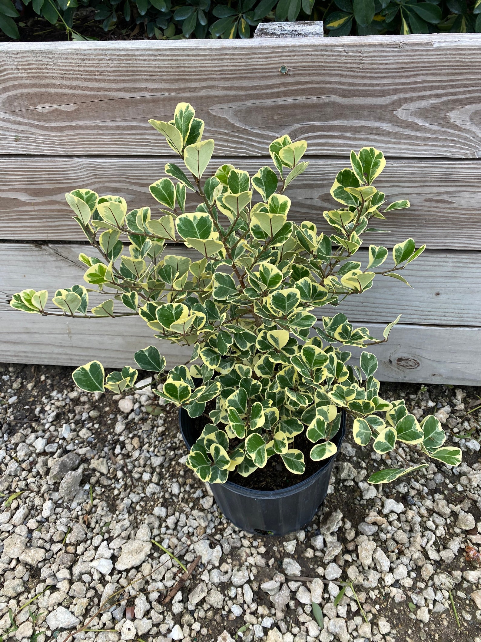 Ficus Triangularis Variegata Variegated Dwarf Triangle Fig 10 | Etsy