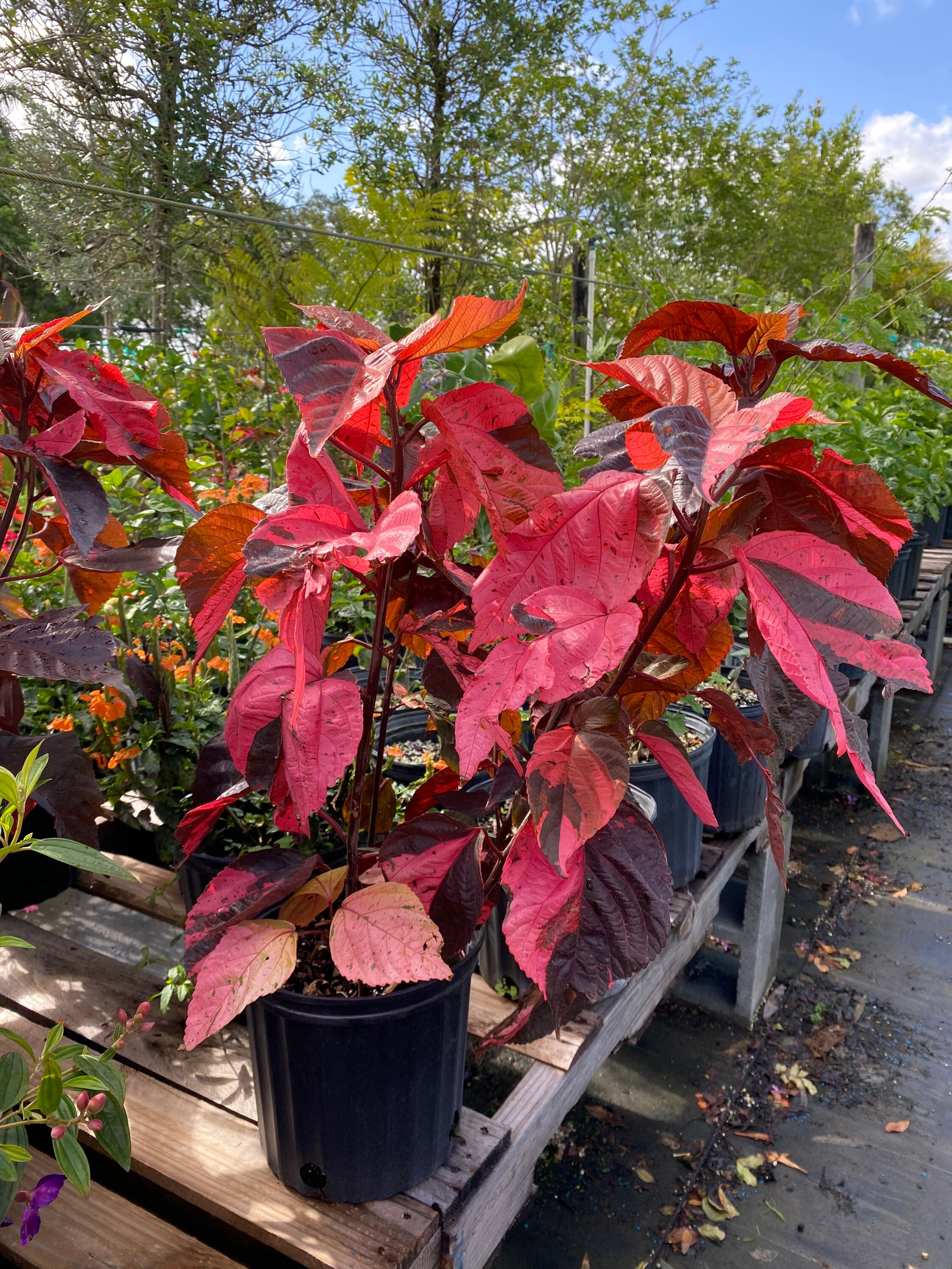 Copper Leaf Plant Acalypha Wilkesiana 10 Inch Pot - Etsy