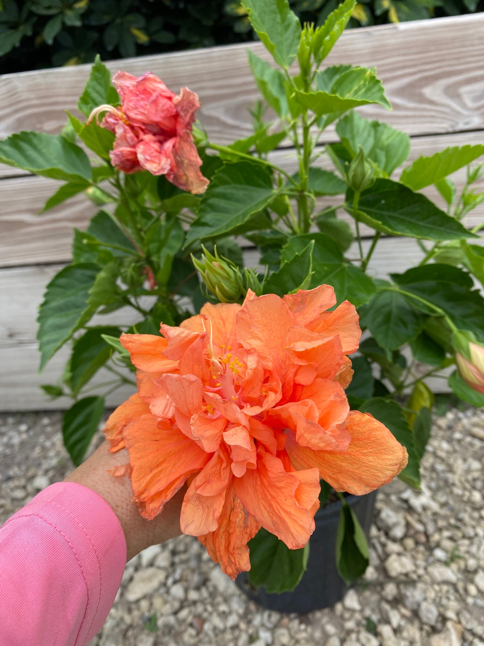 Hibiscus Double Peach 10 inch pot FREE Shipping East Coast - Etsy.de