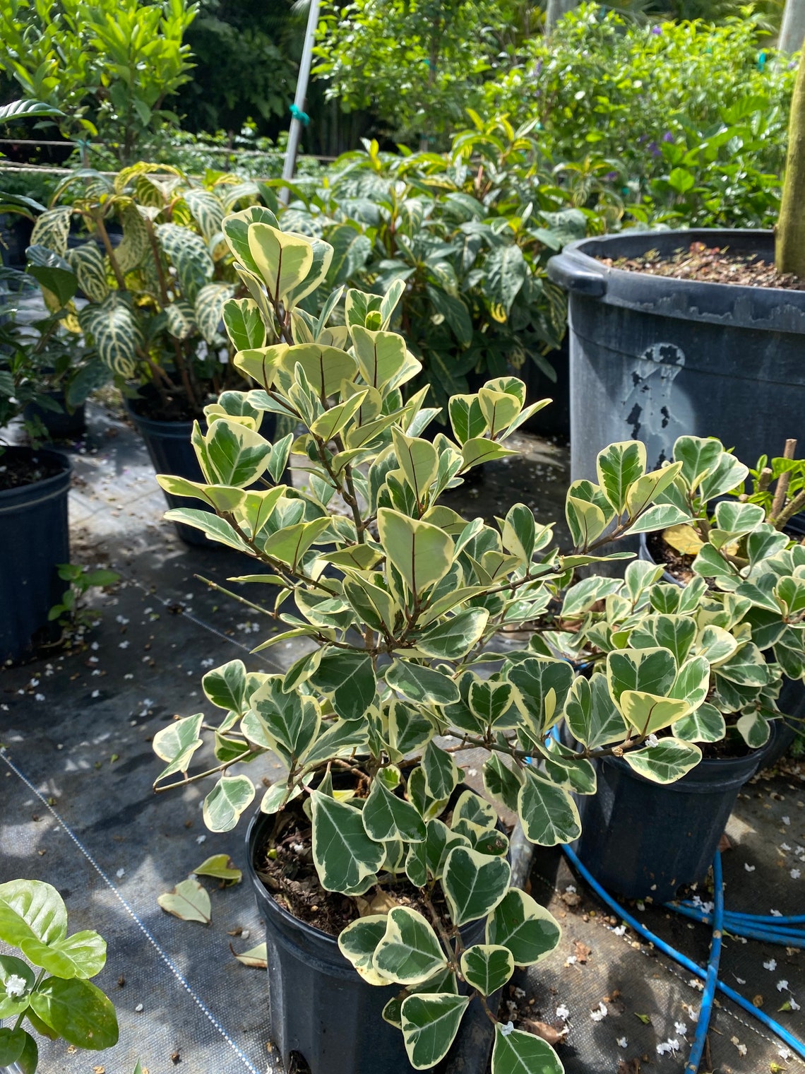 Ficus Triangularis Variegata Variegated Dwarf Triangle Fig 6 | Etsy