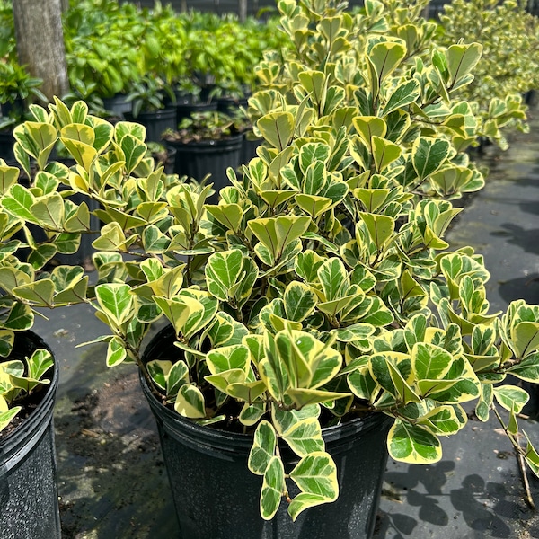 Ficus Triangularis Variegated - Etsy