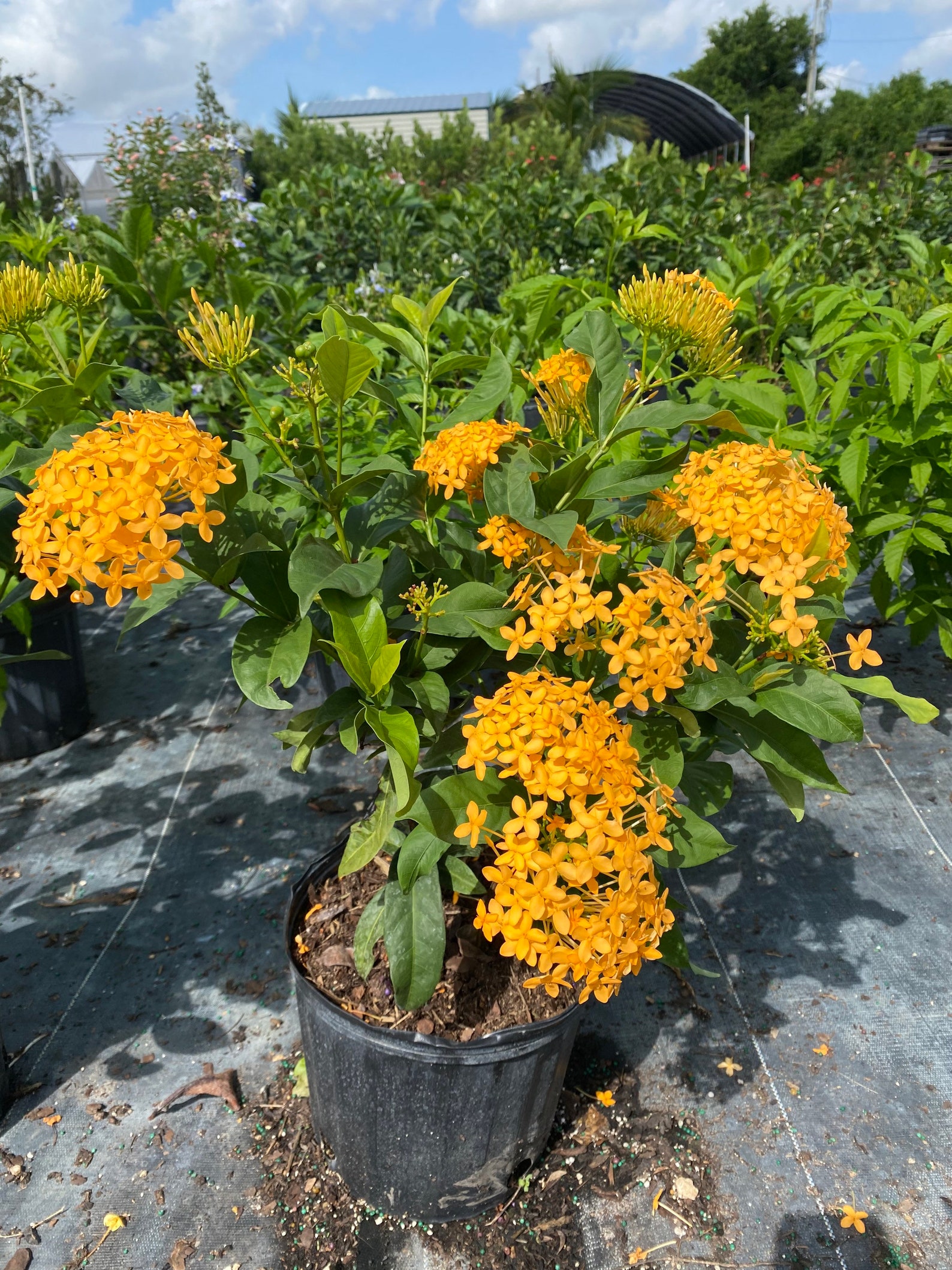 Ixora Maui Yellow Ixora Coccinea 10 Inch Pot Free Shipping to Eastern ...