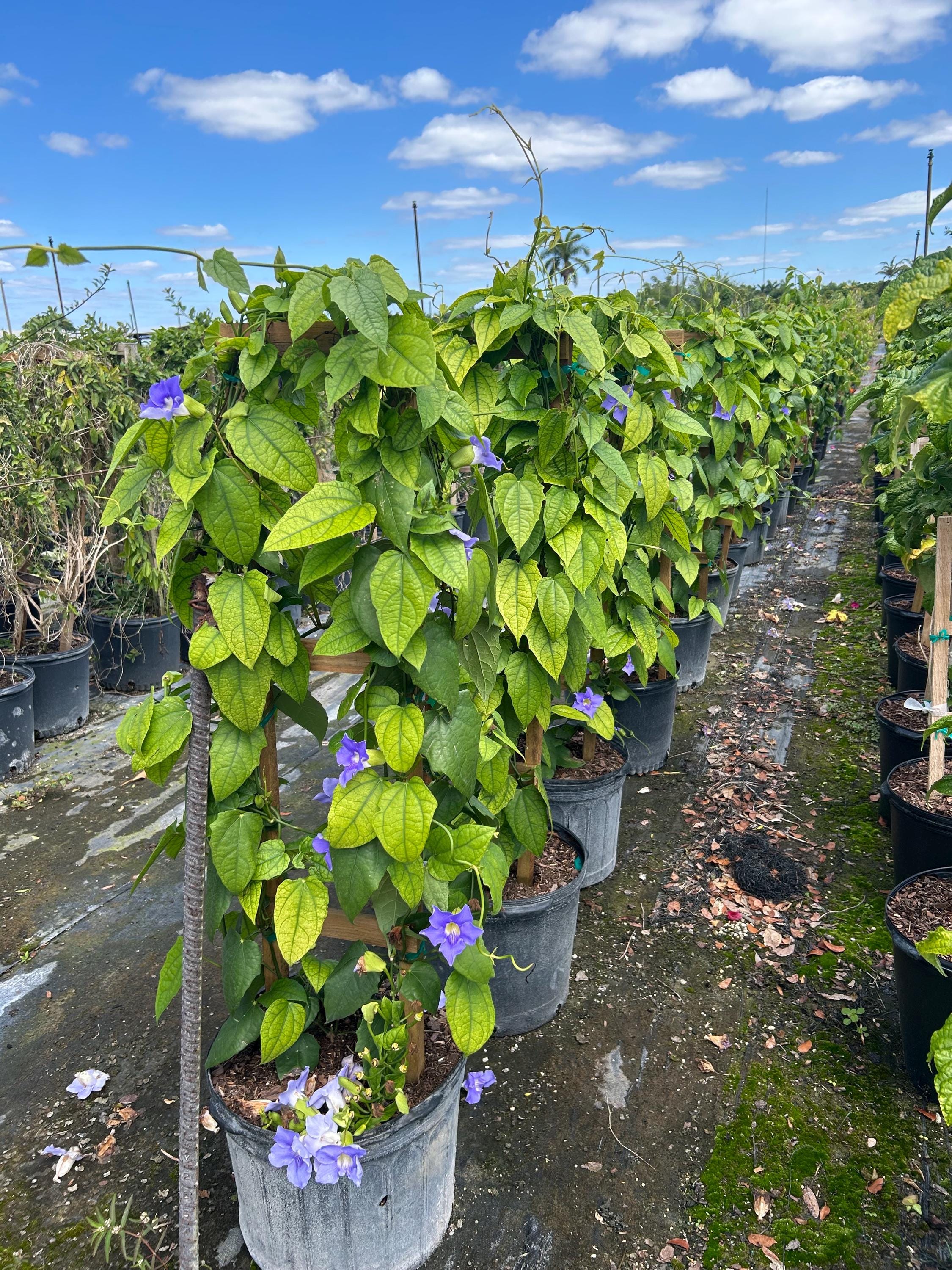 Sky Vine – Bengal Clockvine Thunbergia Grandiflora 14 Inch Pot ...