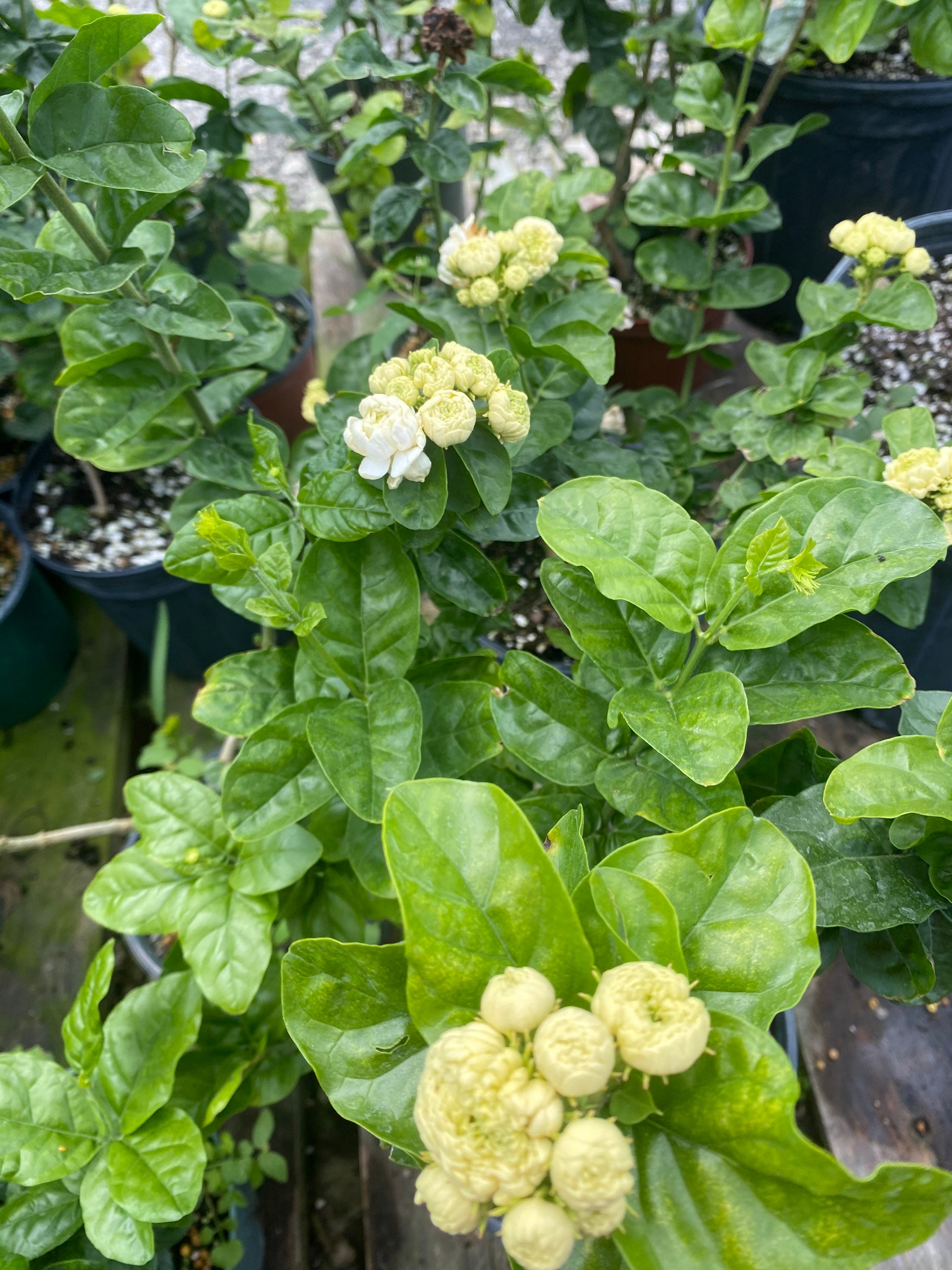 Jasmine Grand Duke Jasminum Sambac 6 Inch Pot Free Shipping to Eastern ...
