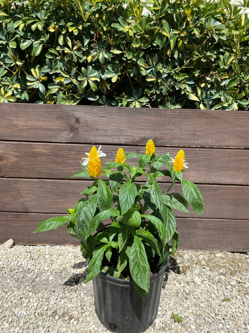 Yellow Shrimp Plant Pachystachys Lutea Golden Shrimp Plant 10 - Etsy Canada