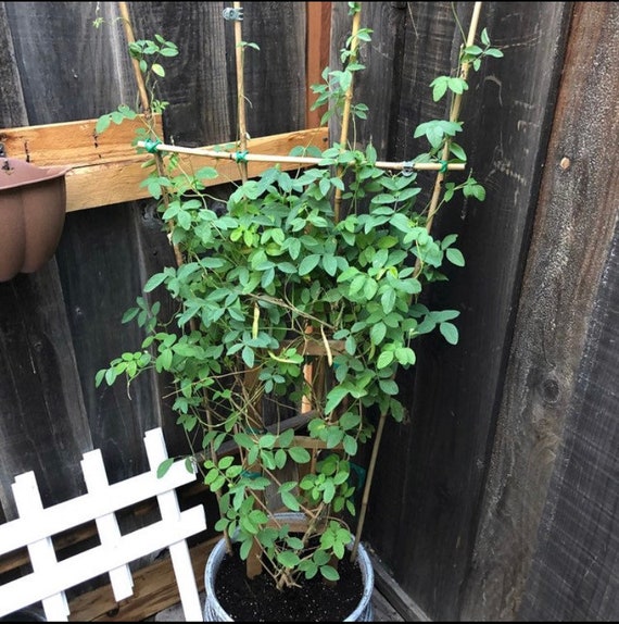 Butter Pea Plants
