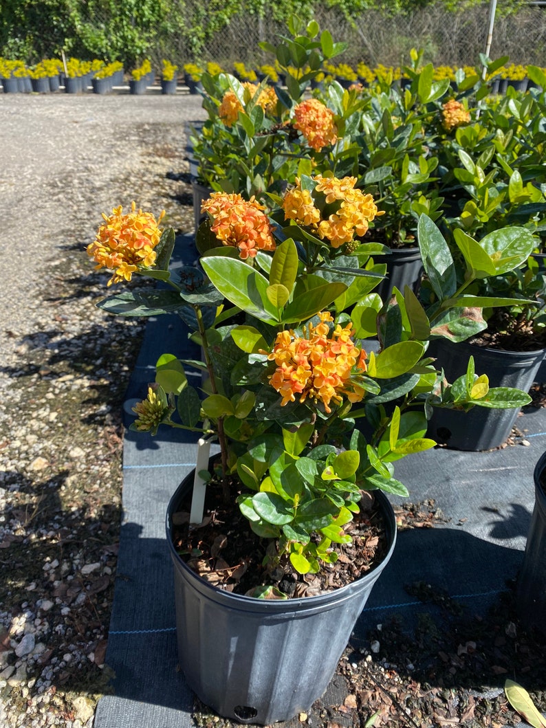 Ixora Maui Yellow Ixora Coccinea 10 Inch Pot - Etsy