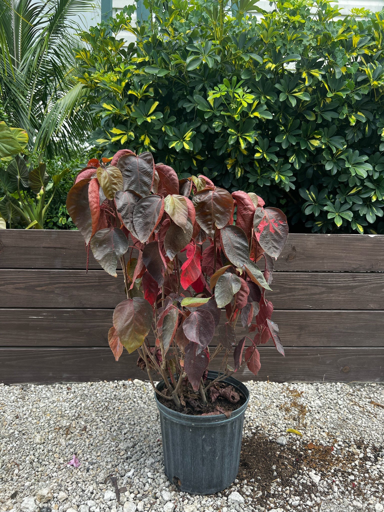 Acalypha Wilkesiana Copper Leaf