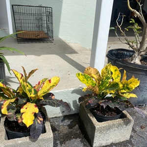 Codiaeum Variegatum ‘magnificent’ 10” Inch Pot - Etsy