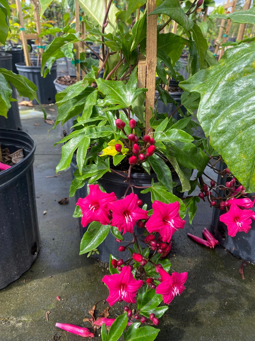 Prince Kuhio Vine, Cardinal Creeper, Ipomoea Horsfalliae 10 Inch Pot ...