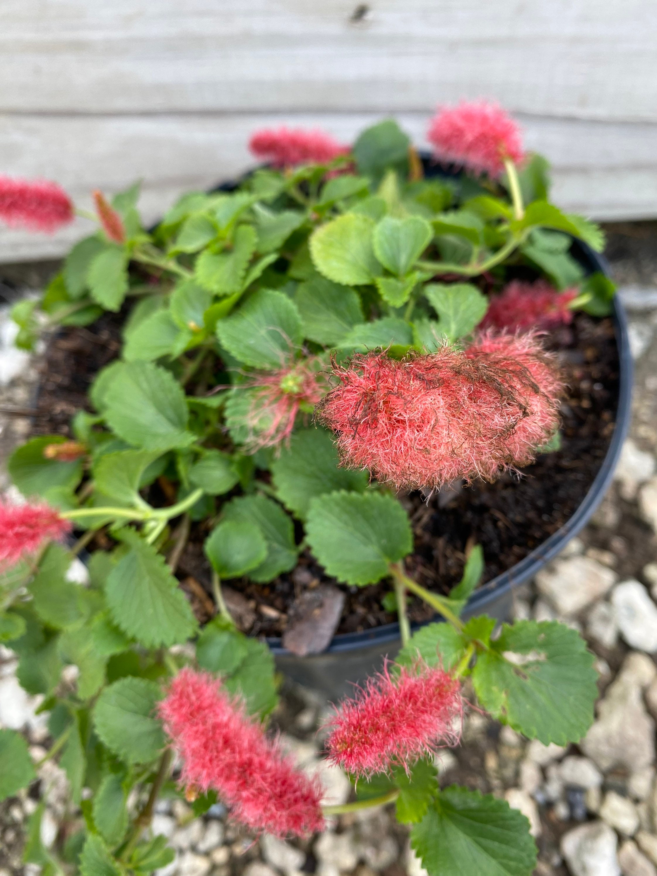 Dwarf Chenille Plant Acalypha Pendula 6 Plant Pot | Etsy Ireland