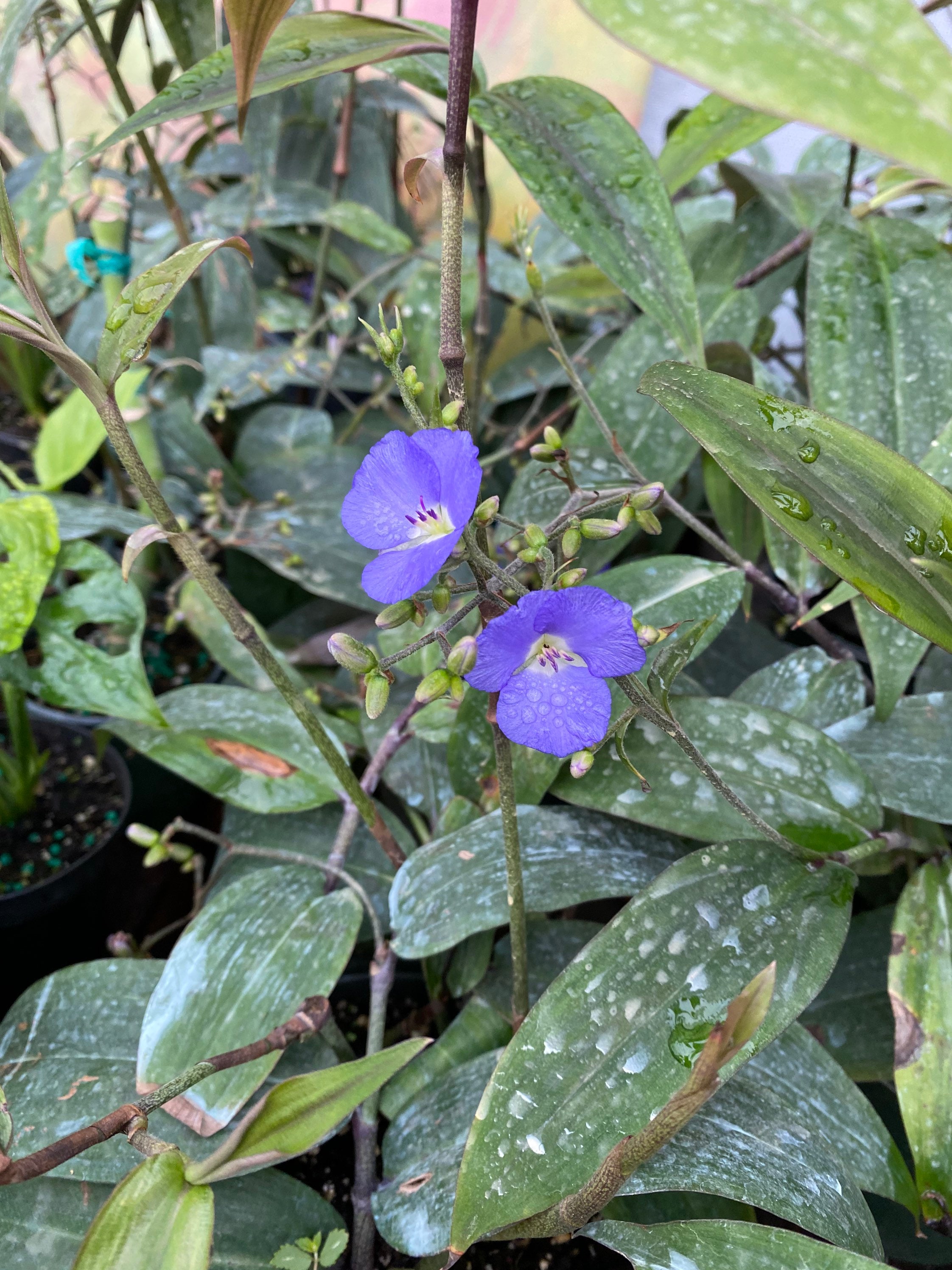 Weeping Blue Ginger – Dichorisandra Penduliflora 10 Inch Pot, Tropical ...