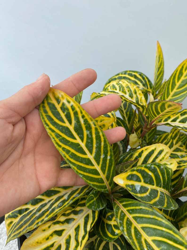Variegated Sanchezia Plant – Sanchezia Speciosa 10 Inch Pot, Tropical ...