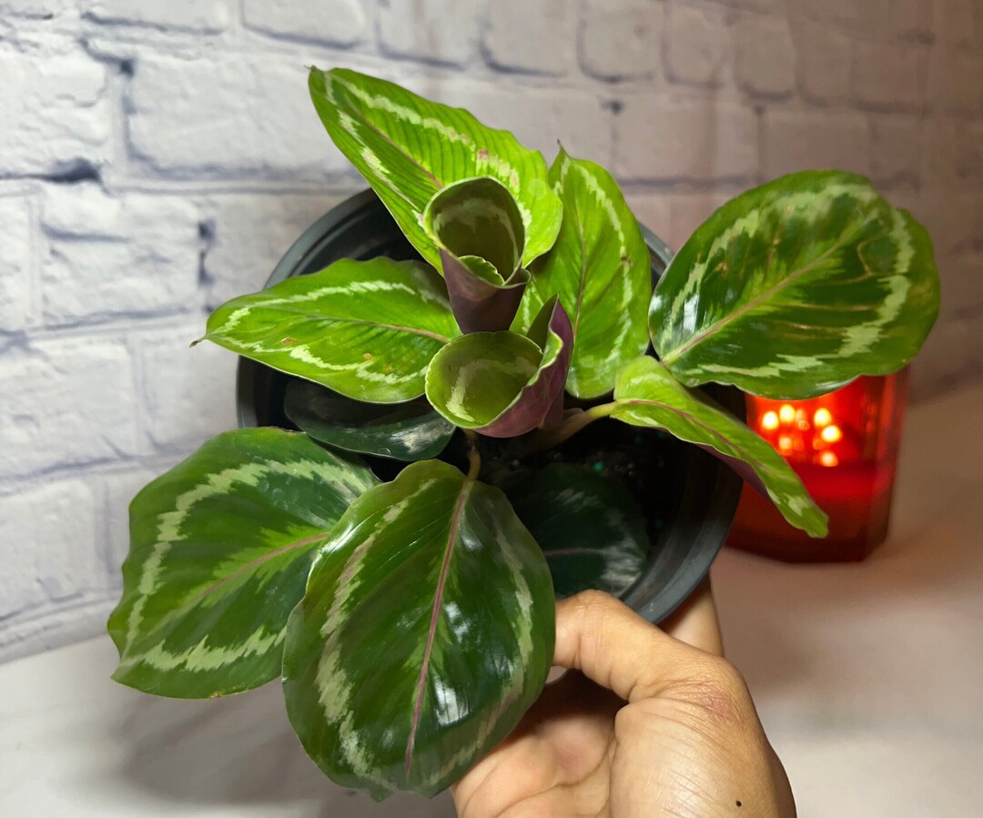 Calathea Roseopicta marion hybrid 6 Inch Pot - Etsy
