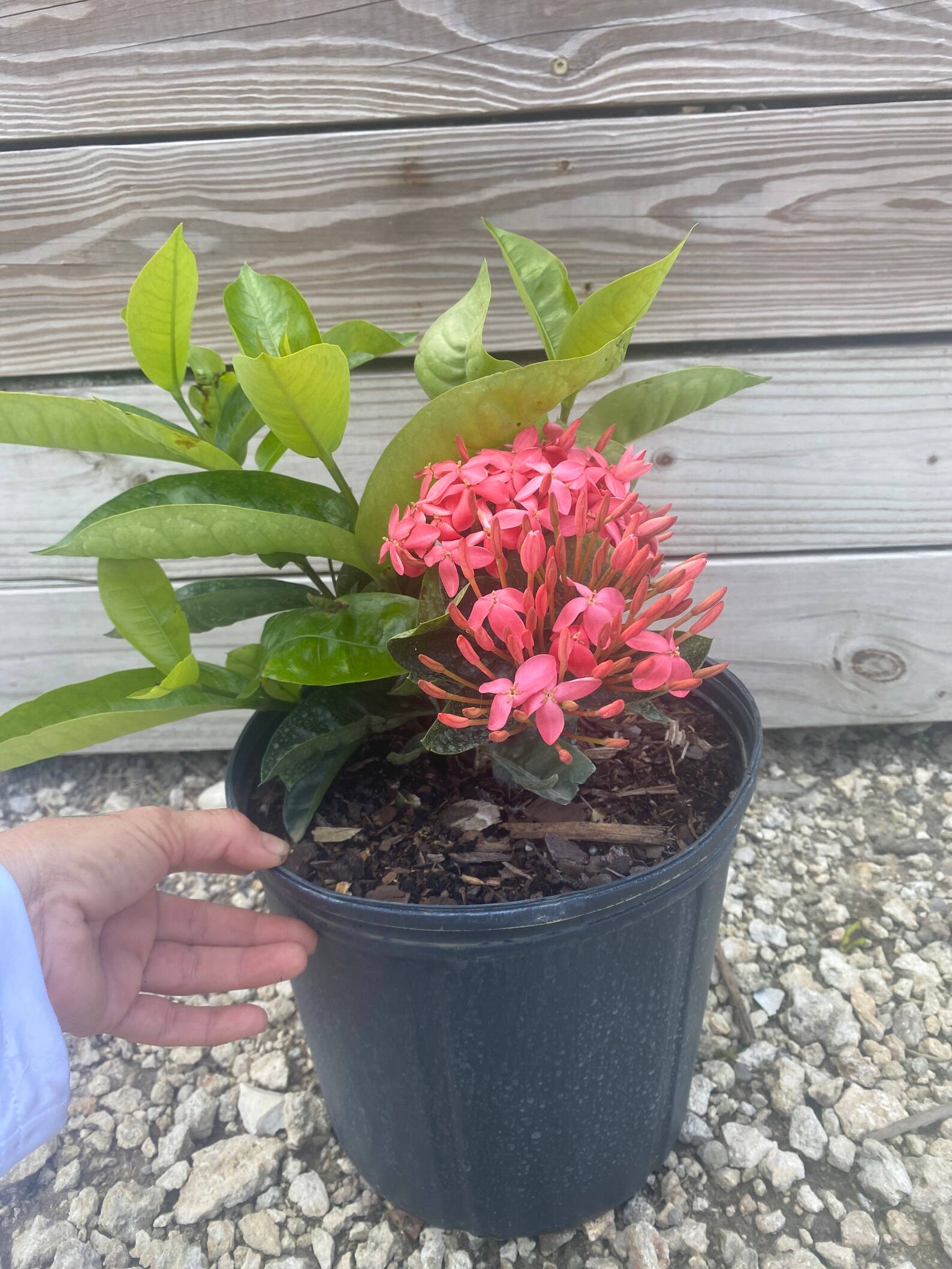 Ixora Nora Grant Pink Ixora Coccinea 10 Inch Pot Free Shipping to ...