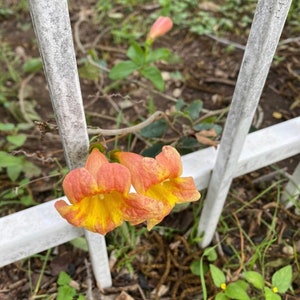 Crossvine – Bignonia Capreolata 10 Inch Pot in Trellis, Native Climbing ...