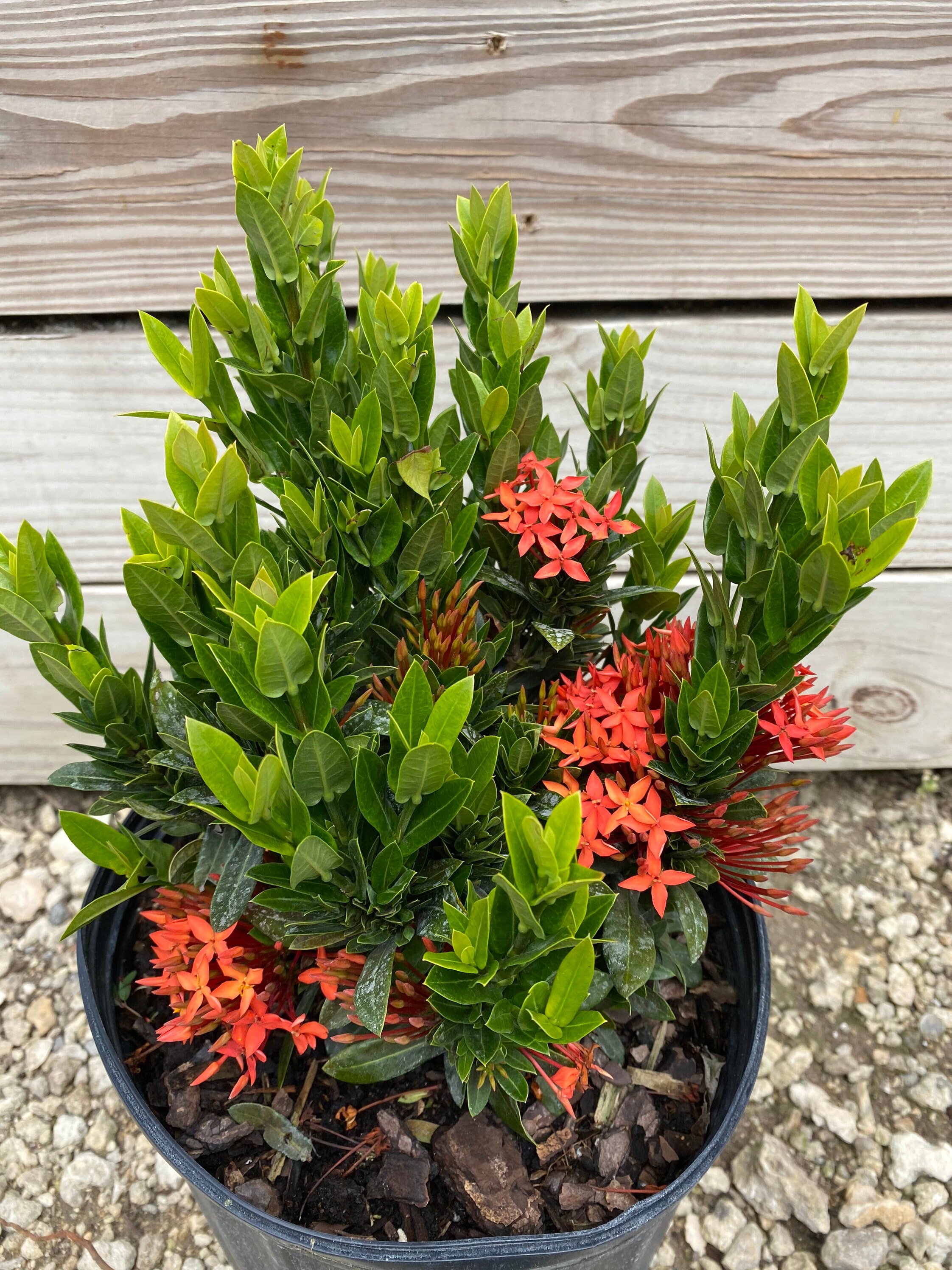 Ixora Taiwanese Red Dwarf Ixora 10 inch pot | Etsy