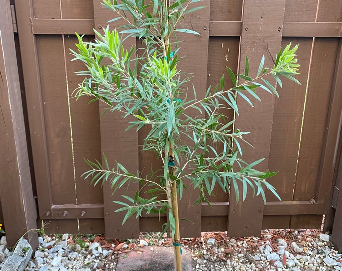 Red Cluster Bottlebrush Tree Callistemon Rigidus Standard TREE - Etsy
