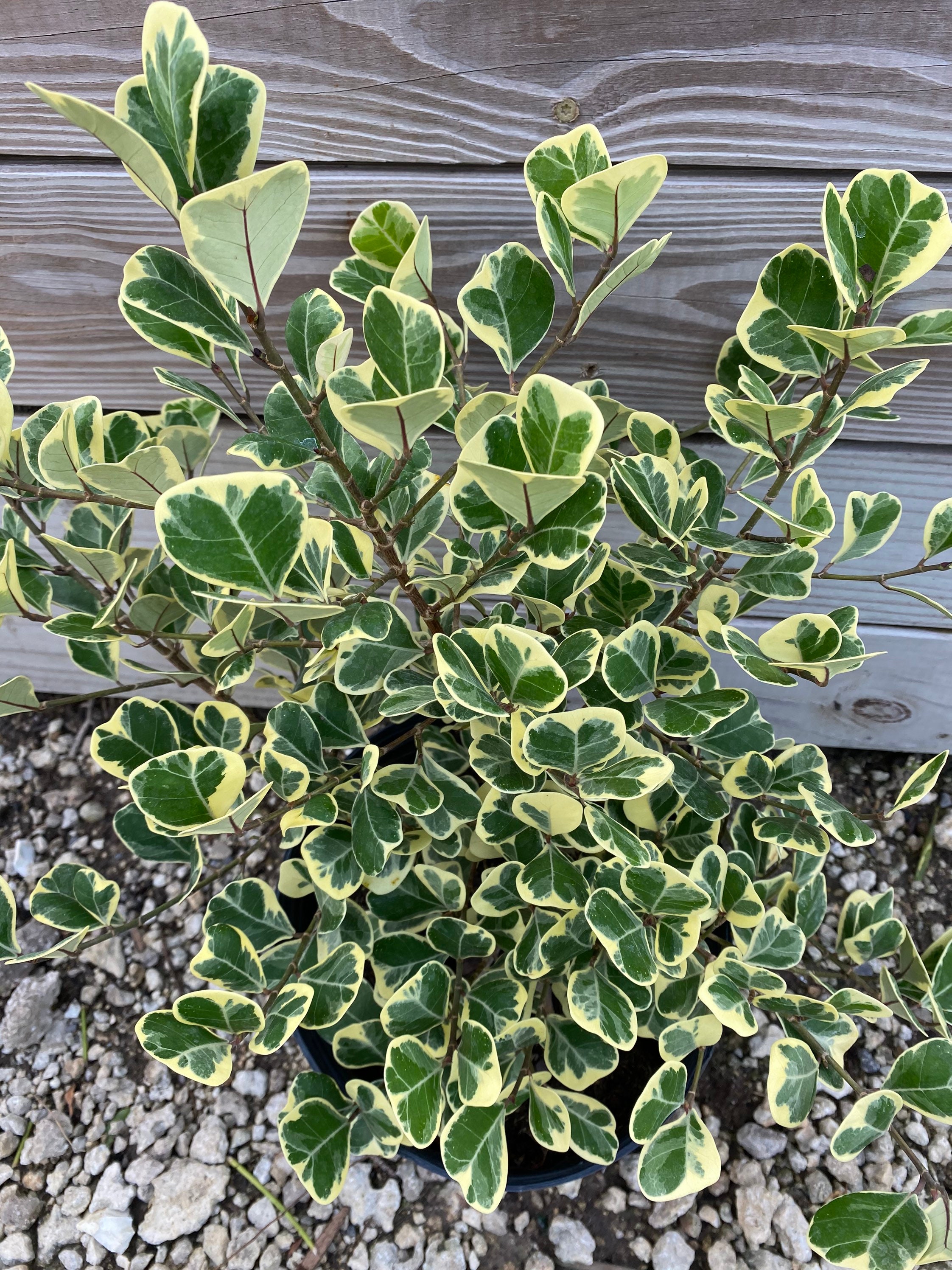 Ficus Triangularis Variegata Variegated Dwarf Triangle Fig 10 | Etsy
