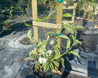 Stephanotis Floribunda variegata, Madagascar Jasmine, 10 Pot. Trellis ...