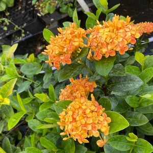 Ixora Maui Yellow Ixora Coccinea 10 Inch Pot Free Shipping to Eastern ...