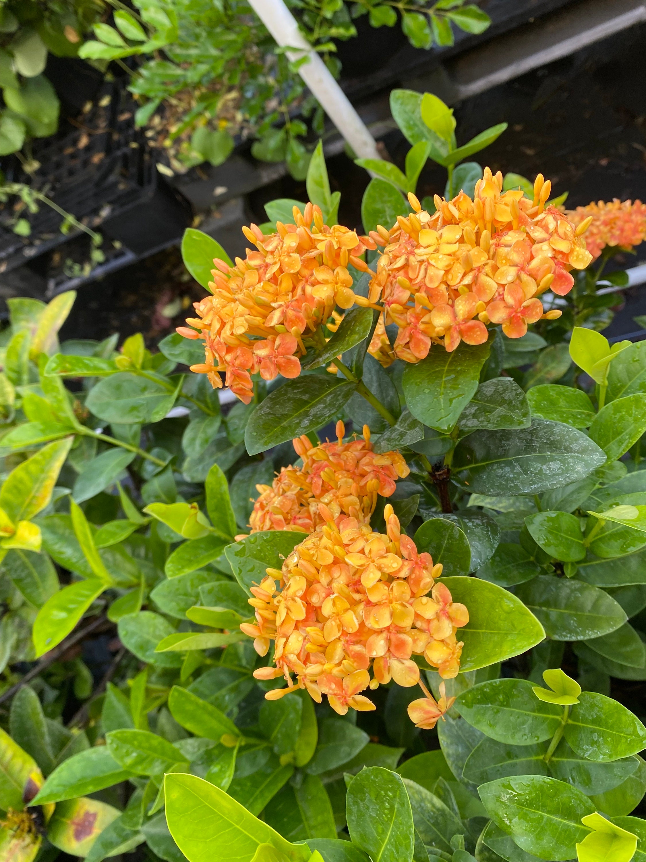 Yellow Ixora Plant