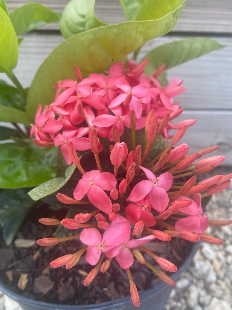 Ixora Nora Grant Pink Ixora Coccinea 10 Inch Pot - Etsy Hong Kong