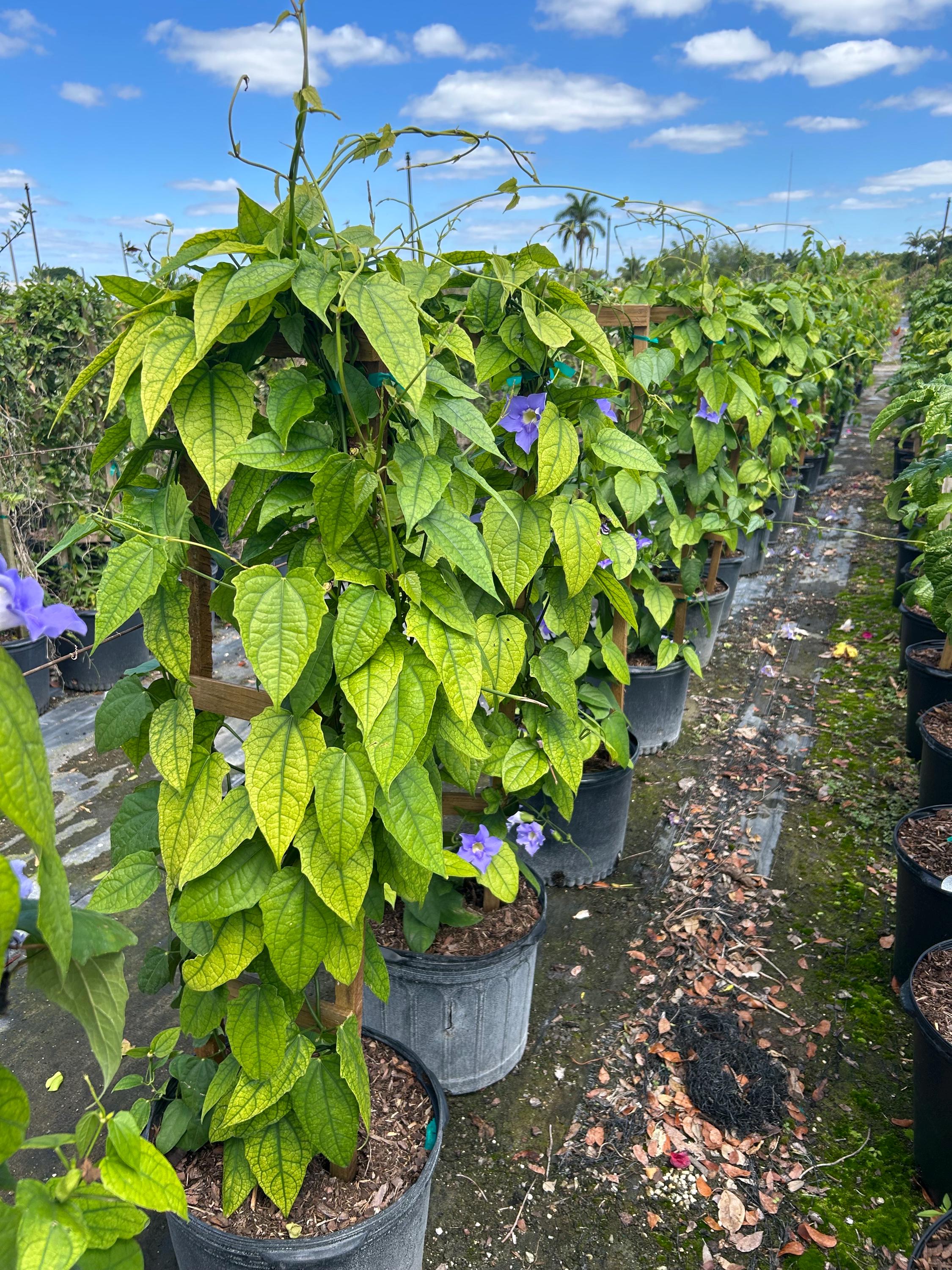 Sky Vine – Bengal Clockvine Thunbergia Grandiflora 14 Inch Pot ...