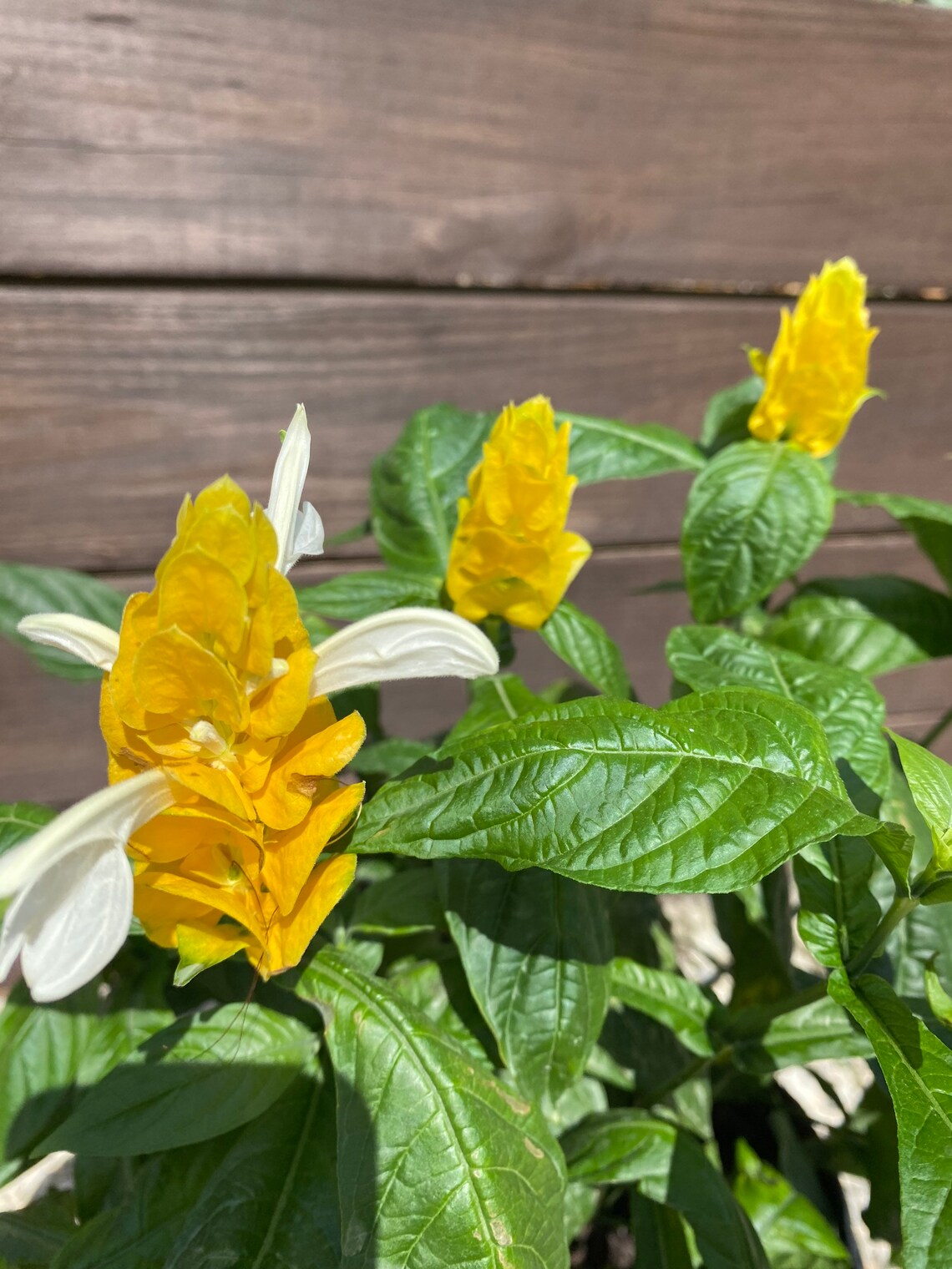 Yellow Shrimp Plant Pachystachys Lutea Golden Shrimp Plant 10 - Etsy Canada