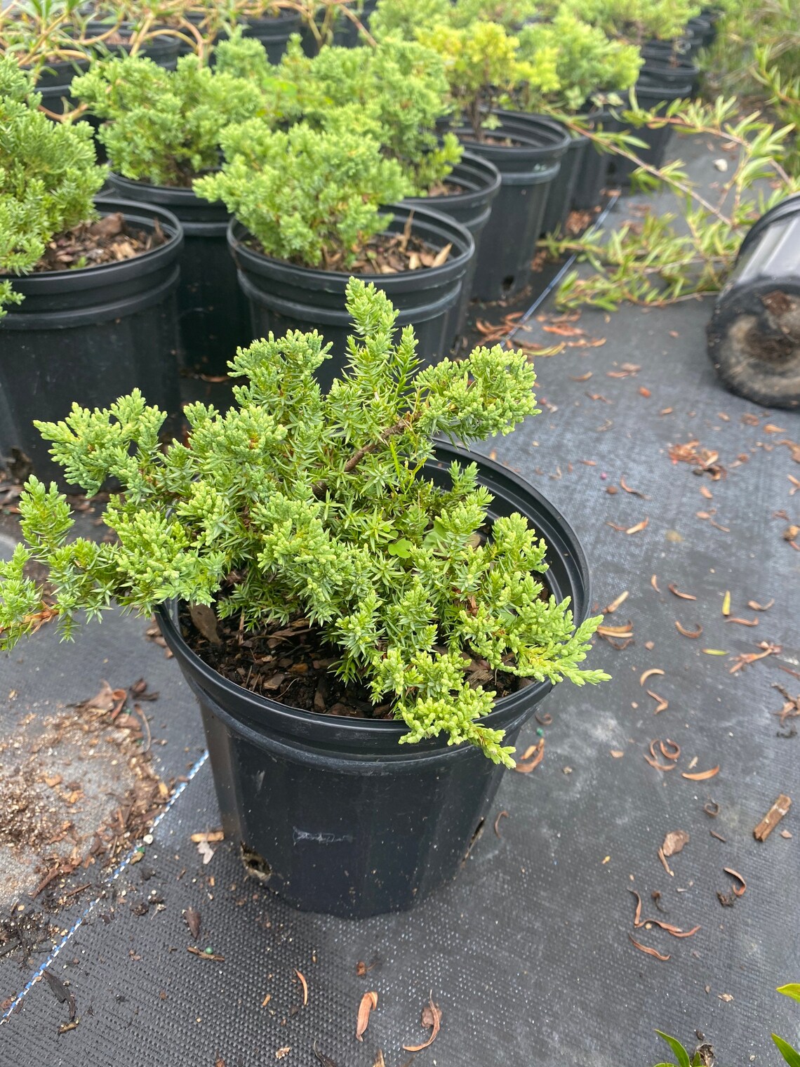 Juniper Parsoni Juniperus Chinensis 6 Inch Pot - Etsy