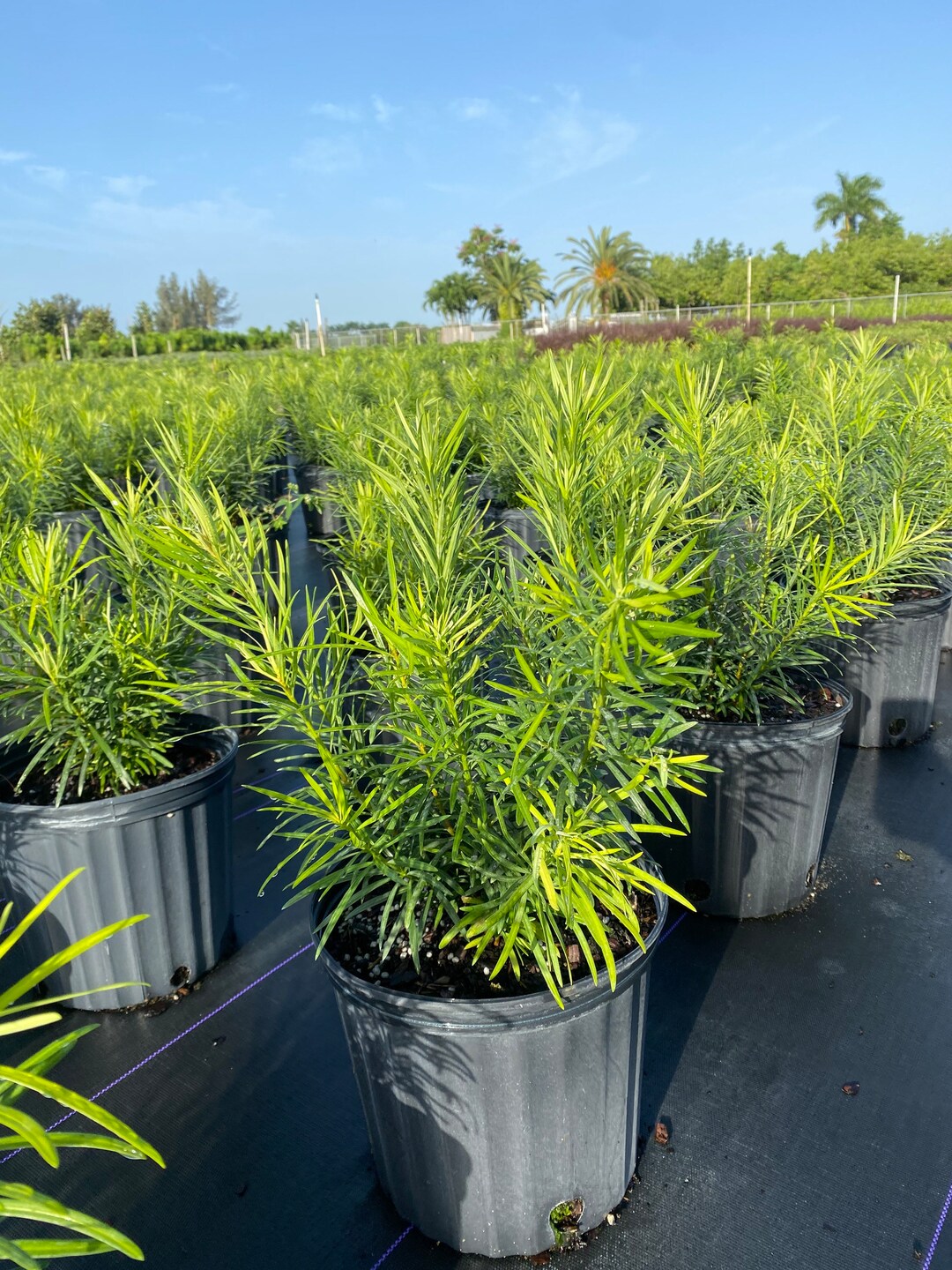 Podocarpus maki Podocarpus Macrophyllus 10 Inch Pot FREE - Etsy