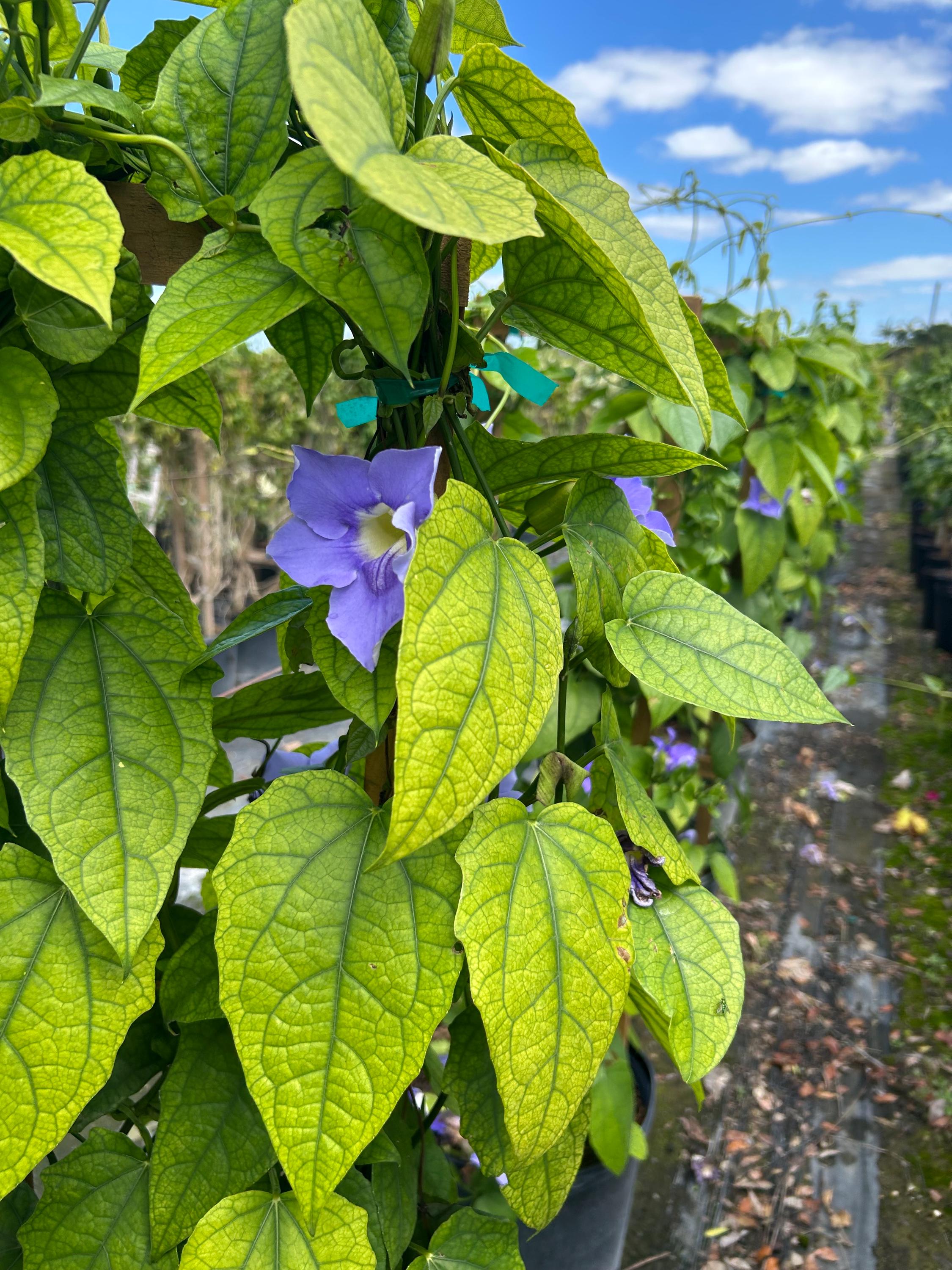 Sky Vine – Bengal Clockvine Thunbergia Grandiflora 14 Inch Pot ...