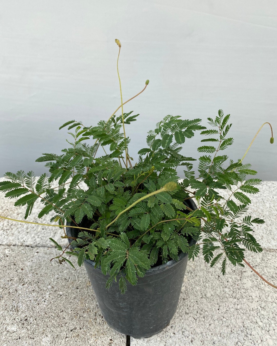 Sunshine Mimosa Mimosa Strigilosa 6 Inch Pot Free Shipping to Eastern ...