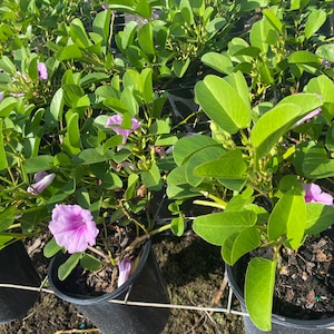 Railroad Vine Ipomoea Pes-caprae Ground Cover 6” Inch Pot - Etsy
