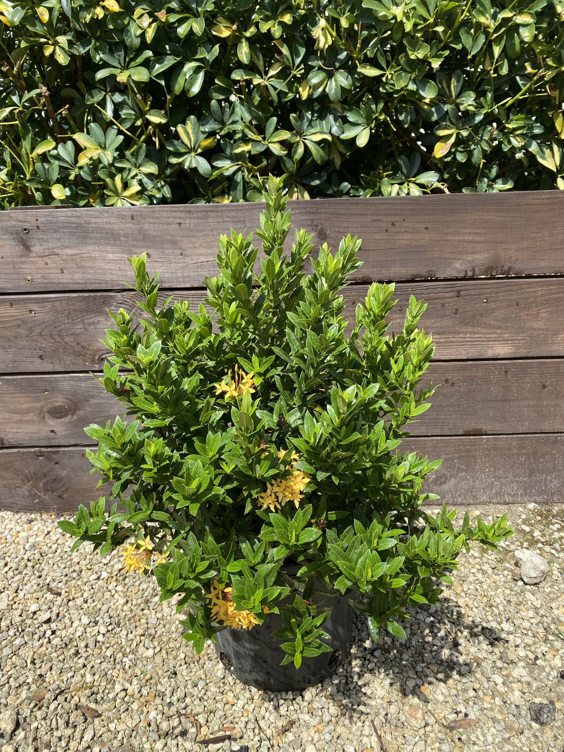 AnnieXstar Dwarf Yellow Ixora Live plants ~Miniature Taiwanensis 2-4 ...