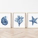 Blue Shell Prints Set of 6. Navy Algae, Starfish Printable Wall Art ...