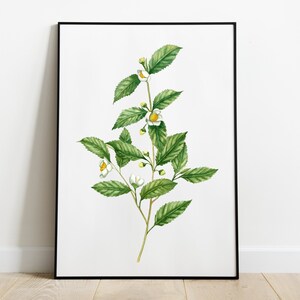 Watercolor Tea Plant Botanical Print. Instant Download Tea - Etsy