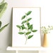Watercolor Tea Plant Botanical Print. Instant Download Tea - Etsy